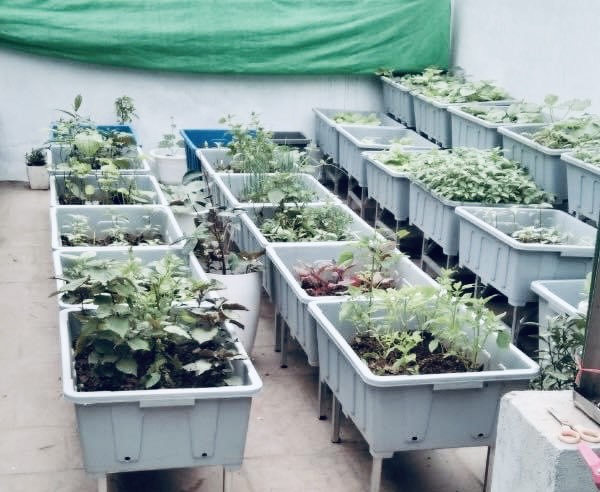 Chậu trồng rau sạch 45 lít, Chậu Aquaponics, chậu trồng rau đa năng